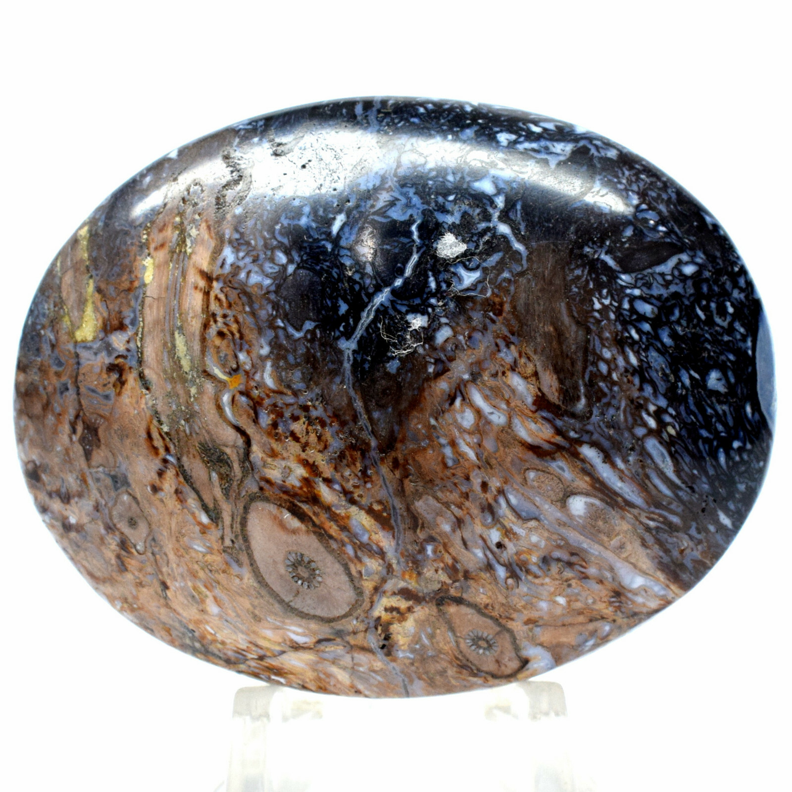 275ct Petrified Wood Palm Tree Pebble Natural Palmoxylon Crystal Cab ...
