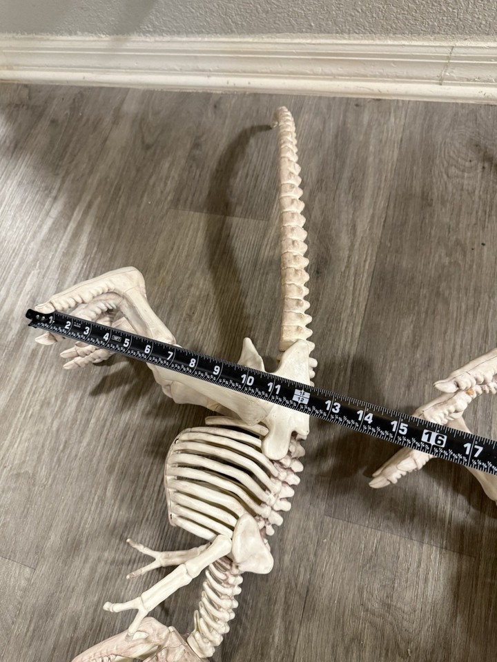 Set Of 2 Crazy Bonez T-Rex Skeleton Figure Dinosaur Bones Decor / Toy ...