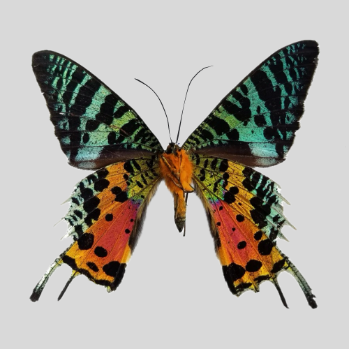 Large Real Urania Ripheus Wings Folded Butterfly Natural Specimen ...