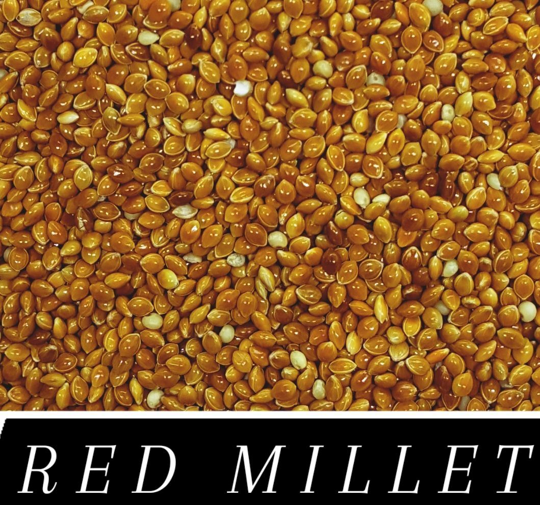 RED & WHITE Proso Millet Seed Wild Bird Food Raw & Recleaned! ***Choose ...