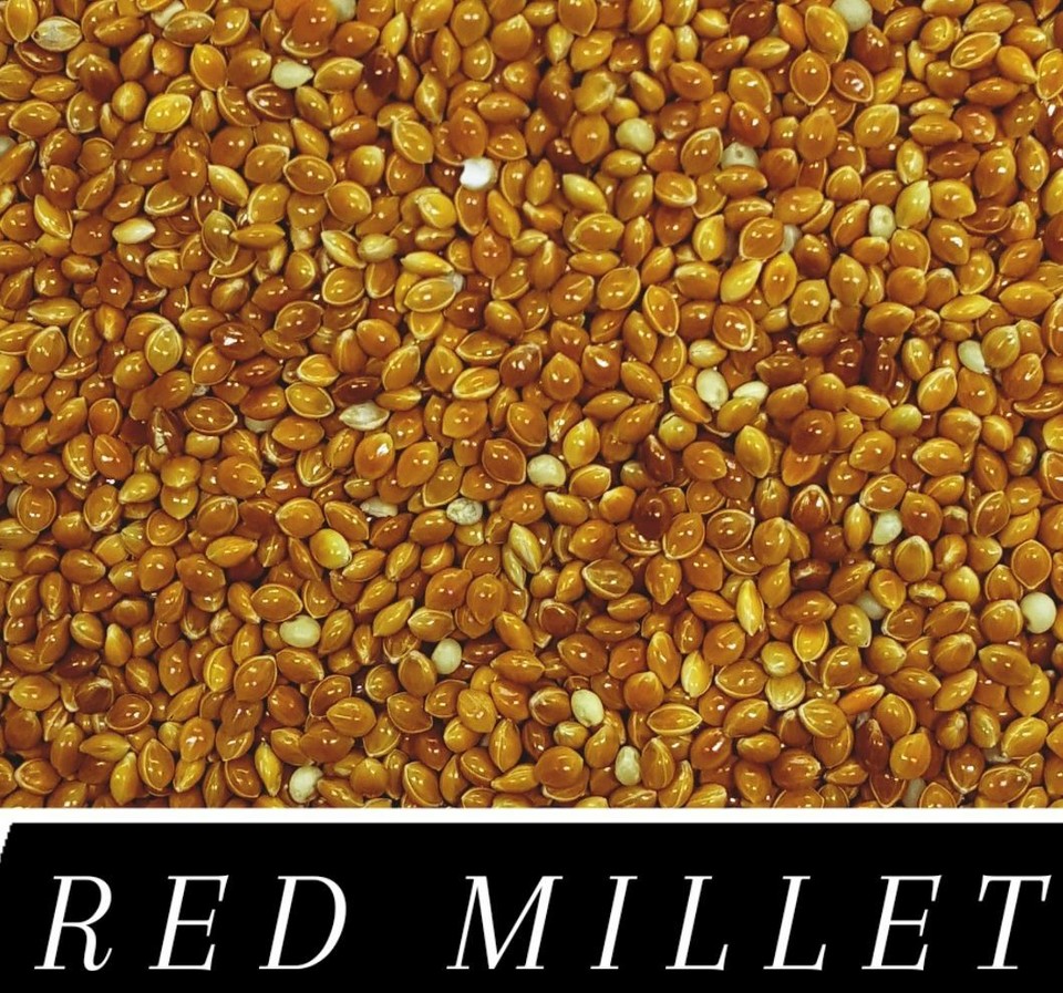 RED & WHITE Proso Millet Seed Wild Bird Food Raw & Recleaned! ***Choose ...