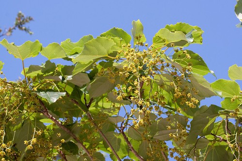 Igiri Tree, (Chinese Wonder) Idesia polycarpa, Tree Seeds (Fast, Edible ...