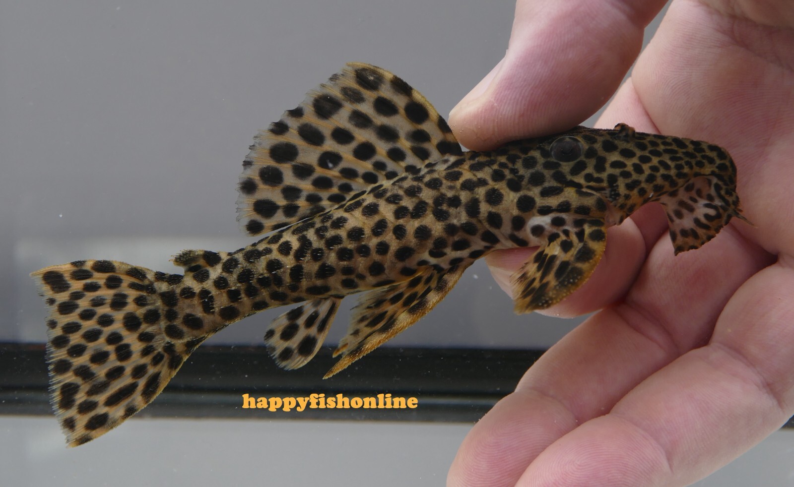 BREEDING PAIR OF L172a GOLDEN VAMPIRE PLECOS! YOUNG ADULT LIVE FISH! WC ...