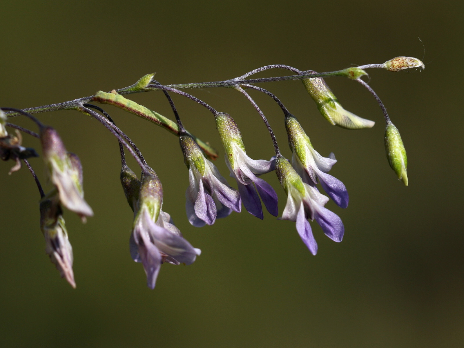 narrowleaf Indian breadroot (Pediomelum linearifolium)—50 seeds ($3.00 ...