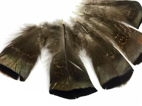 5 Pieces - Small Wild Bronze Turkey Flats Feathers, Fly Tying, Smudging ...
