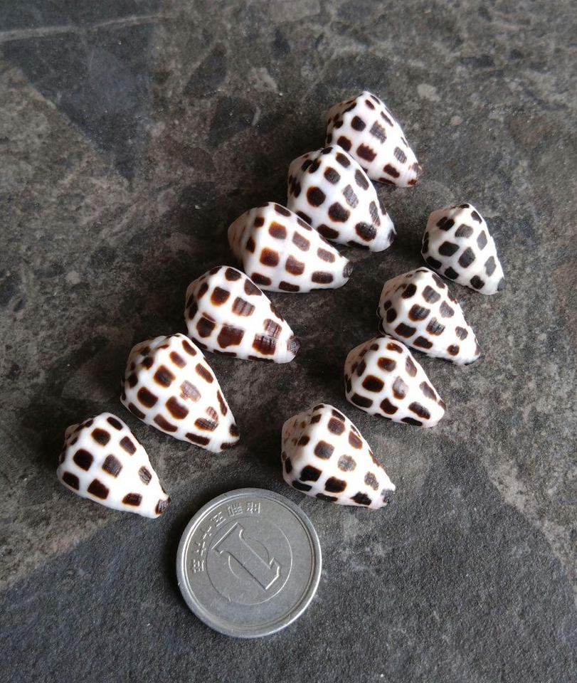 Natural Seashell Cone Shell Small size Art Craft Shells of Okinawa | eBay