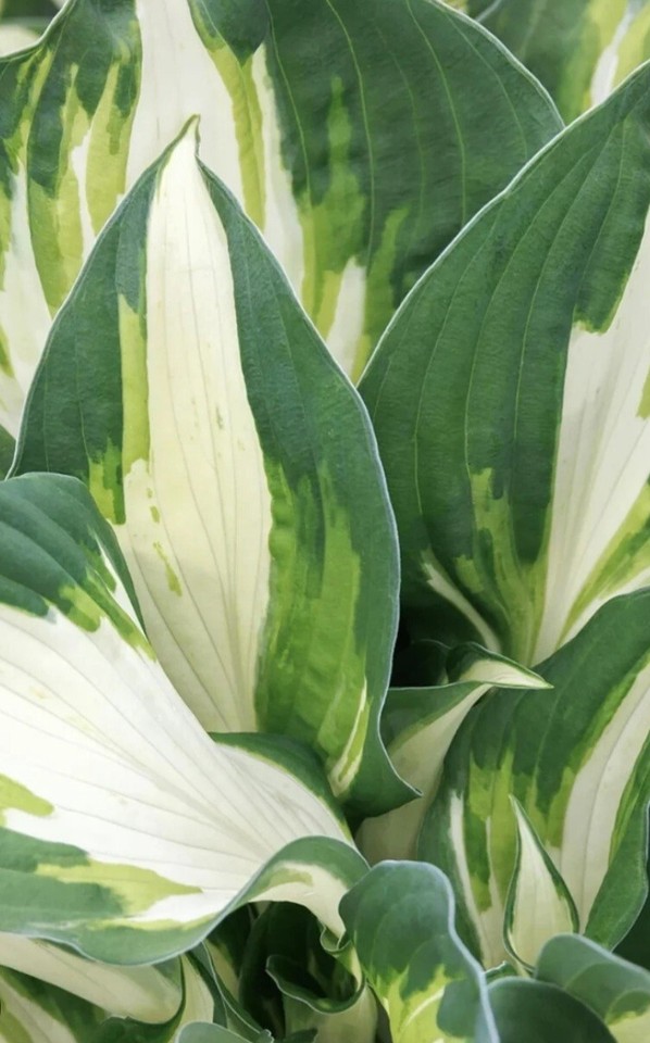 Hosta Vulcan Plant | eBay