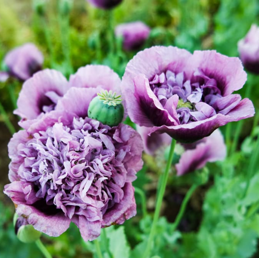 Poppy PURPLE FRILLY Breadseed Large Pods Reseeds Pollinators Organic ...