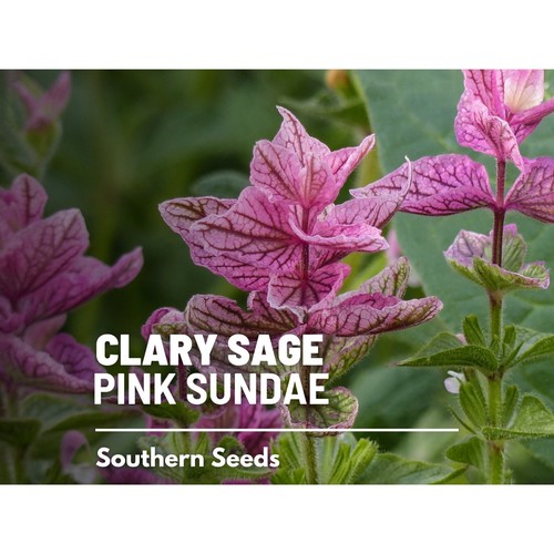 Clary Sage, Pink Sundae - 50 Seeds - Heirloom Herb, Medicinal Plant ...