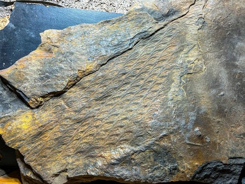 Plant Fossil Carboniferous Lepidodendron Scale Tree Bark Giant Museum ...