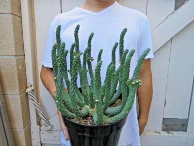 Euphorbia inermis Medusa Head Succulent | eBay