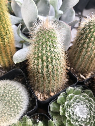 Cleistocactus tupizensis Bronze Torch Columnar Cactus Red Tube Flowers ...