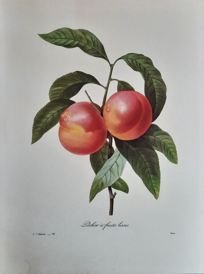 Pierre Joseph Redoute Botanical PECHER A FRIUTS LISSES Print Book Plate ...