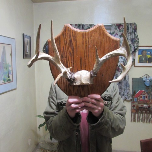 Vintage 12-POINT DEER MOUNTED | eBay