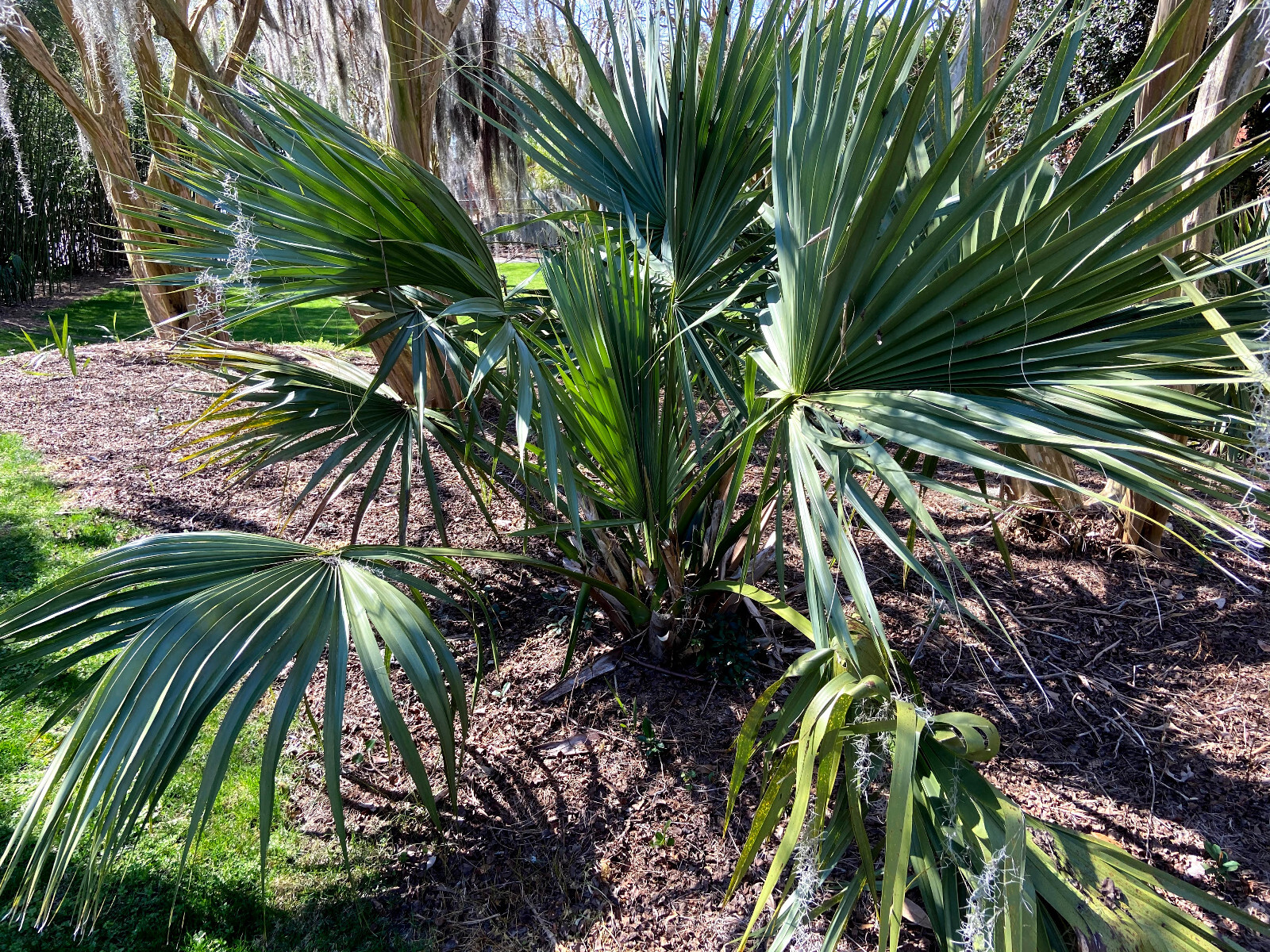 Sabal sp. 'Tamaulipas' Seeds! Almost NEVER Offered! Cold Hardy! | eBay