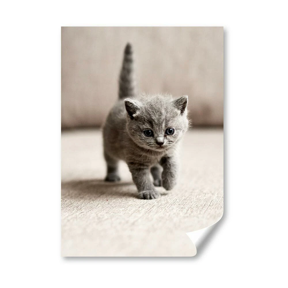 British Shorthair Blue And White