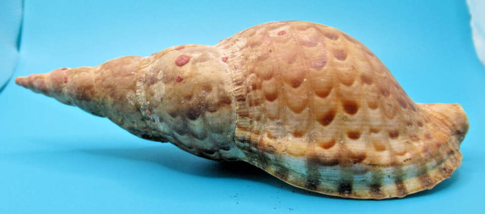 6.25" Charonia Tritonis "Triton's Trumpet" Conch Shell - Haiti | eBay