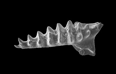 Triassic Thaynes Early post Permian Extinction fossil conodont ...