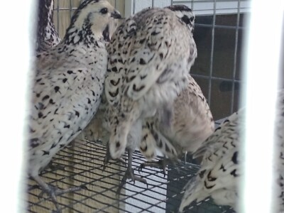 Poultry - Snowflake Quail Eggs