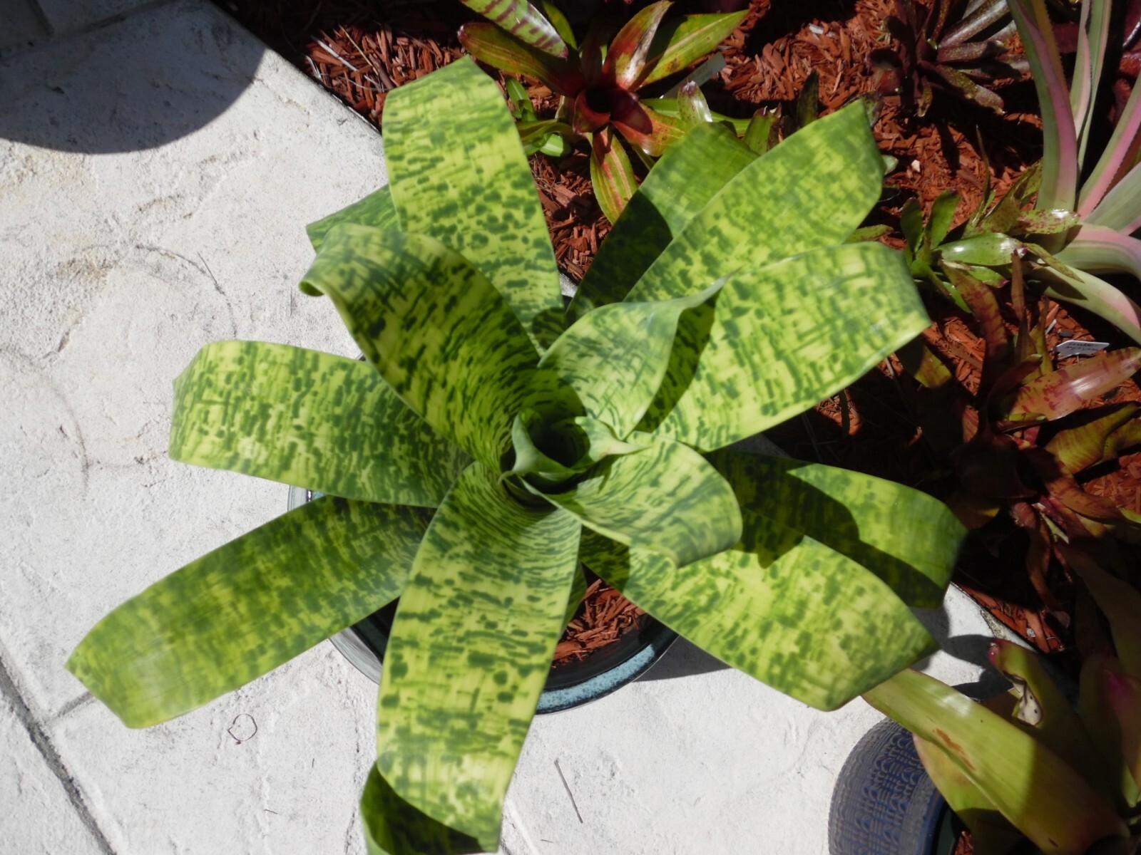 Vriesea GOUDAEA OSPINAE Smudge Pattern Bromeliad one tropical plant ...