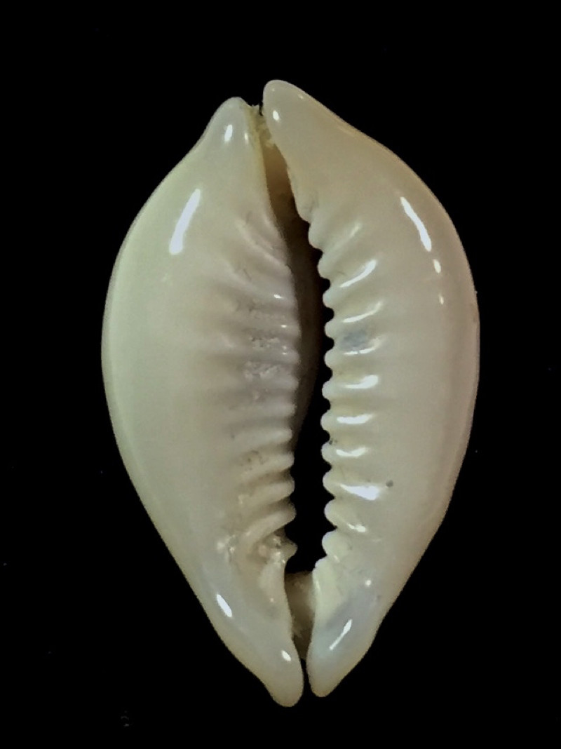 Cypraea annulus, Noumea, N. Caledonia, 26,2 mm, NIGER&ROSTRATE, GREAT ...