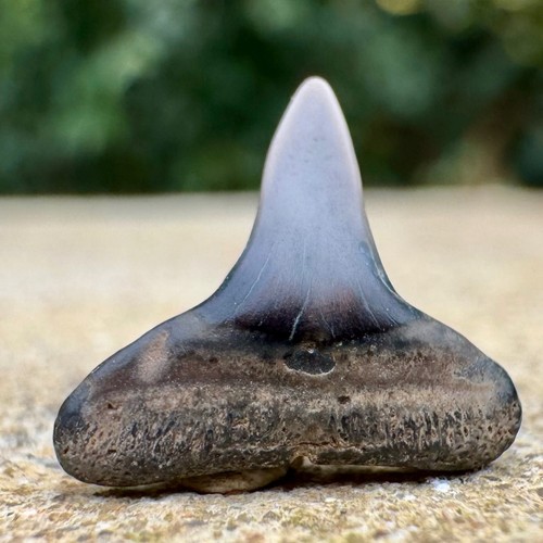 Genuine Negaprion (Requiem Shark) Fossil Shark Tooth, Pliocene ...