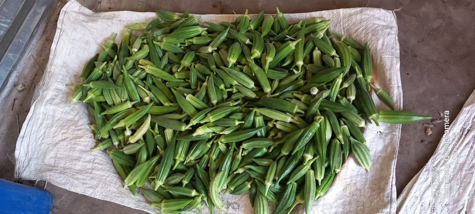 BIO 100 graines de GOMBO VERT, OKRA fraichement récolté au congo RDC ...