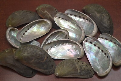 100 PCS MINI GREEN ABALONE SEA SHELL (ONE SIDE POLISHED) 3" - 4" #9030 ...