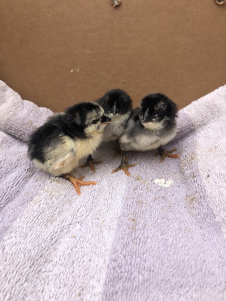 10+ Fertile Rare Black Sumatra Hatching Eggs | eBay