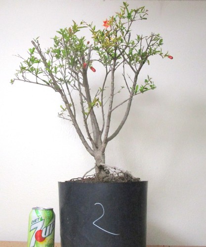 Huge Dwarf pomegranate for bonsai tree Thick trunk #2 | eBay