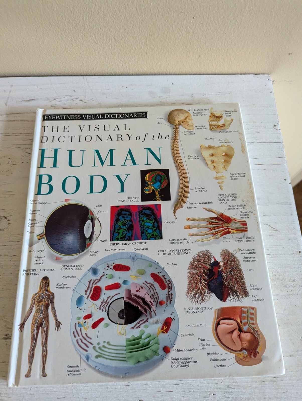 The Visual Dictionary Of The Human Body Science Human Anatomy ...