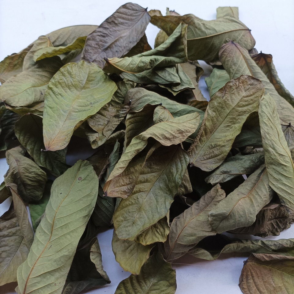 Dried Natural Cassia Alata Leaves 100% Organic Aththora Leaf For Herb ...