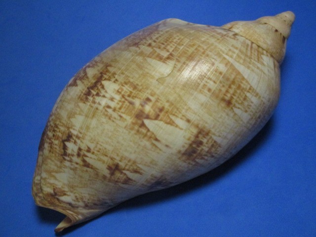 Voluta Cymbiola magnifica Gebauer, 1802 "BEAUTIFUL!" (193mm) | eBay