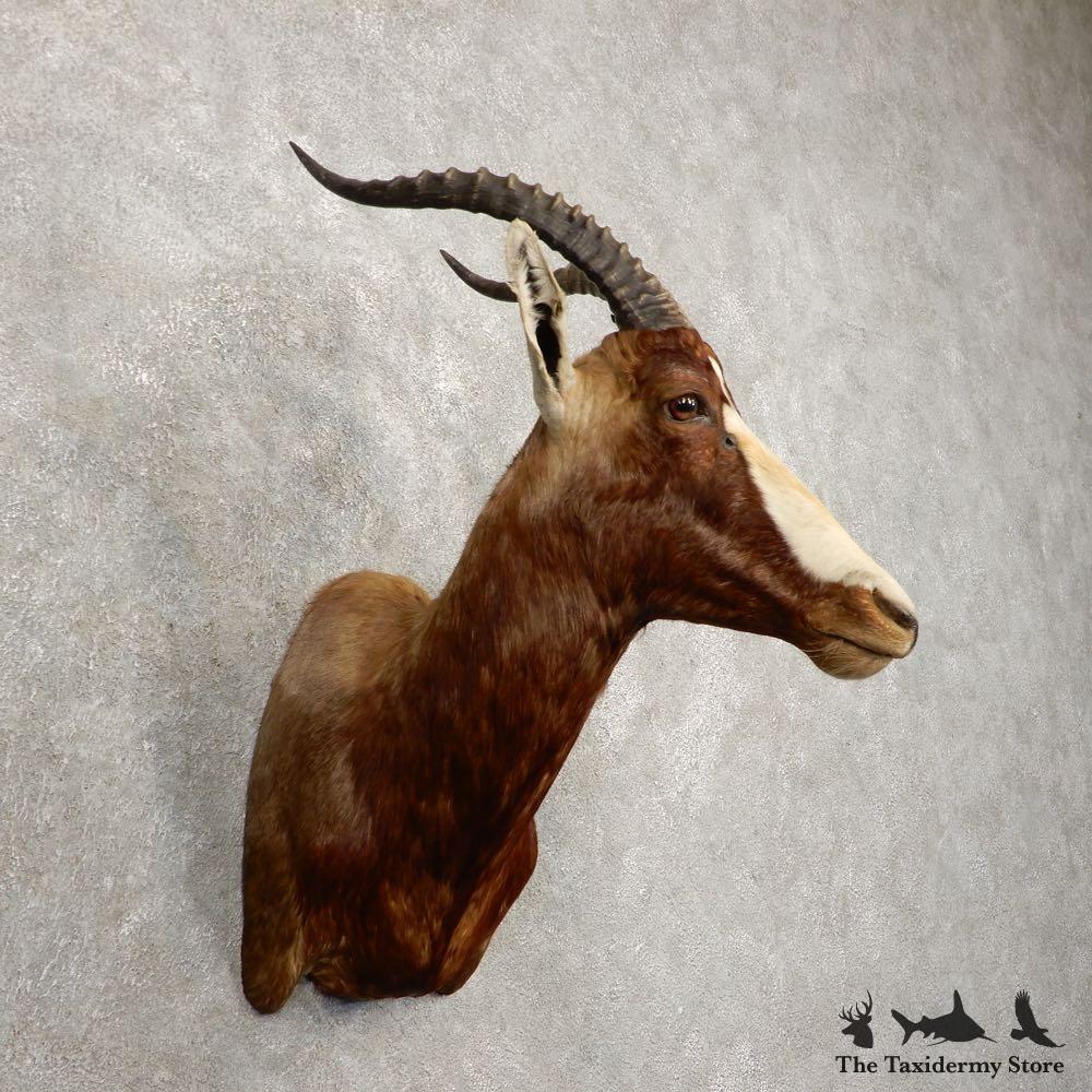 #20472 P | African Blesbok Shoulder Taxidermy Mount For Sale | eBay