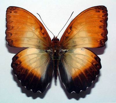 CYMOTHOE BECKERI BECKERI - unmounted BUTTERFLY | eBay