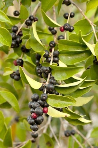 WHITE Stopper Eugenia axillaris RARE Florida native wild bird tree seed ...