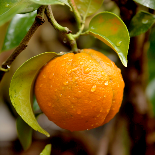 Dwarf Frost Owari Satsuma Mandarin Tree - 12-24" Tall Live Citrus Plant ...