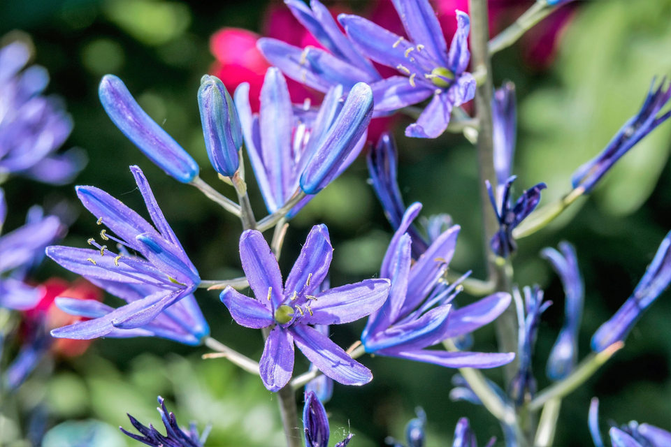 20 Blue LARGE CAMAS Camassia Leichtlinii Quamasia Great Camass Native ...