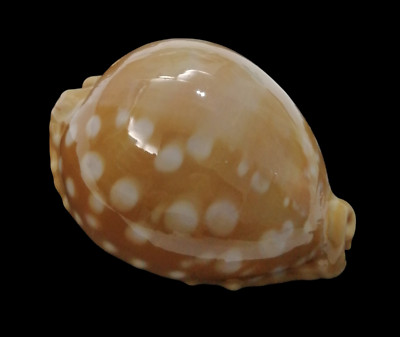 Conchiglia Shell CYPRAEA LEUCODON Filippine 76,5 mm | eBay