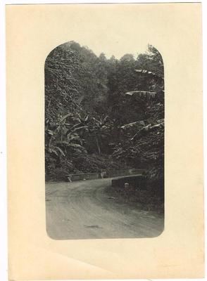 OW Rural Road Bridge Tropical Nature Puerto Rico Original Photo 1910 ...