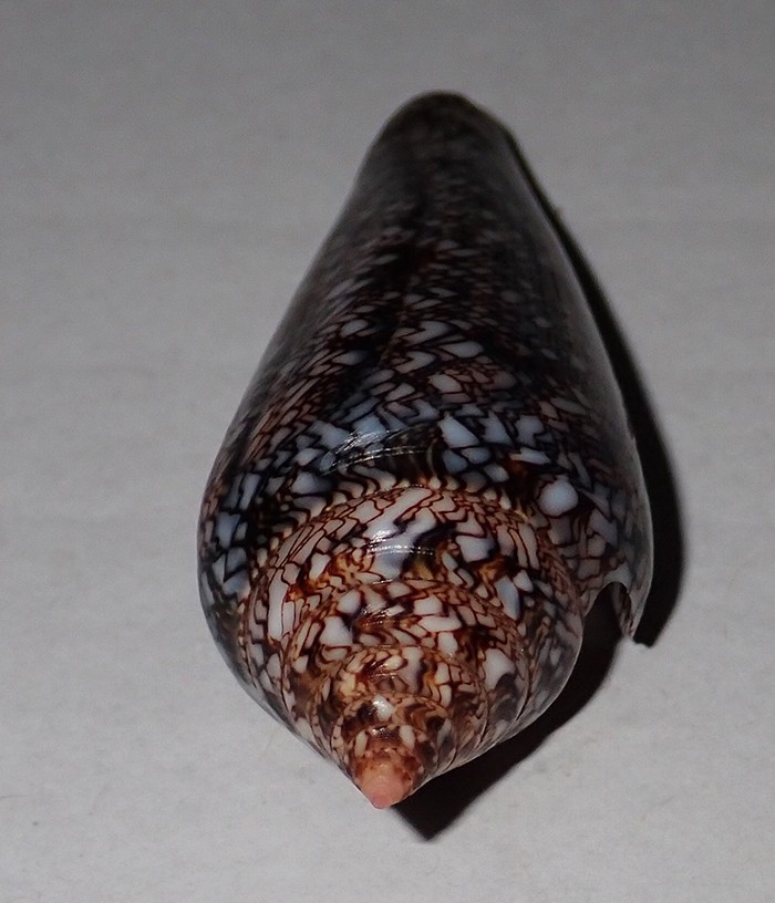 63 mm RARE DARK Conus Gloriamaris Cone Seashell #AK1 From Sumbawa ...