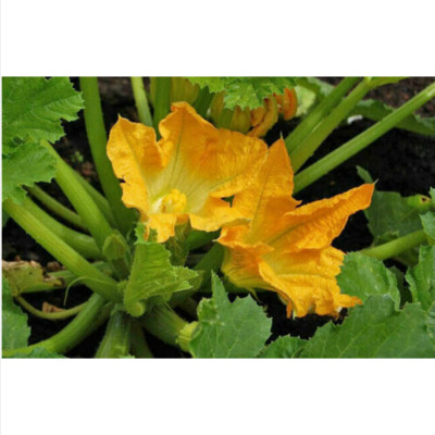 15 courgette flowers seeds + FREE GIF | eBay UK