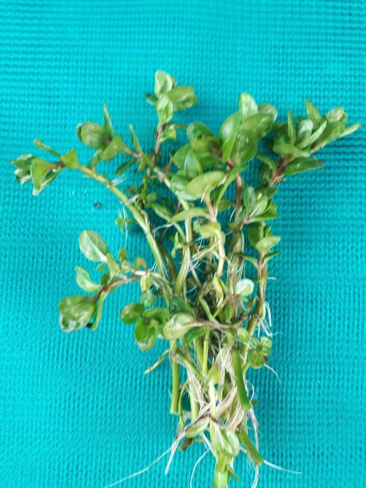 Various pond marginal bog plants oxygenating Iris water mint cress ...