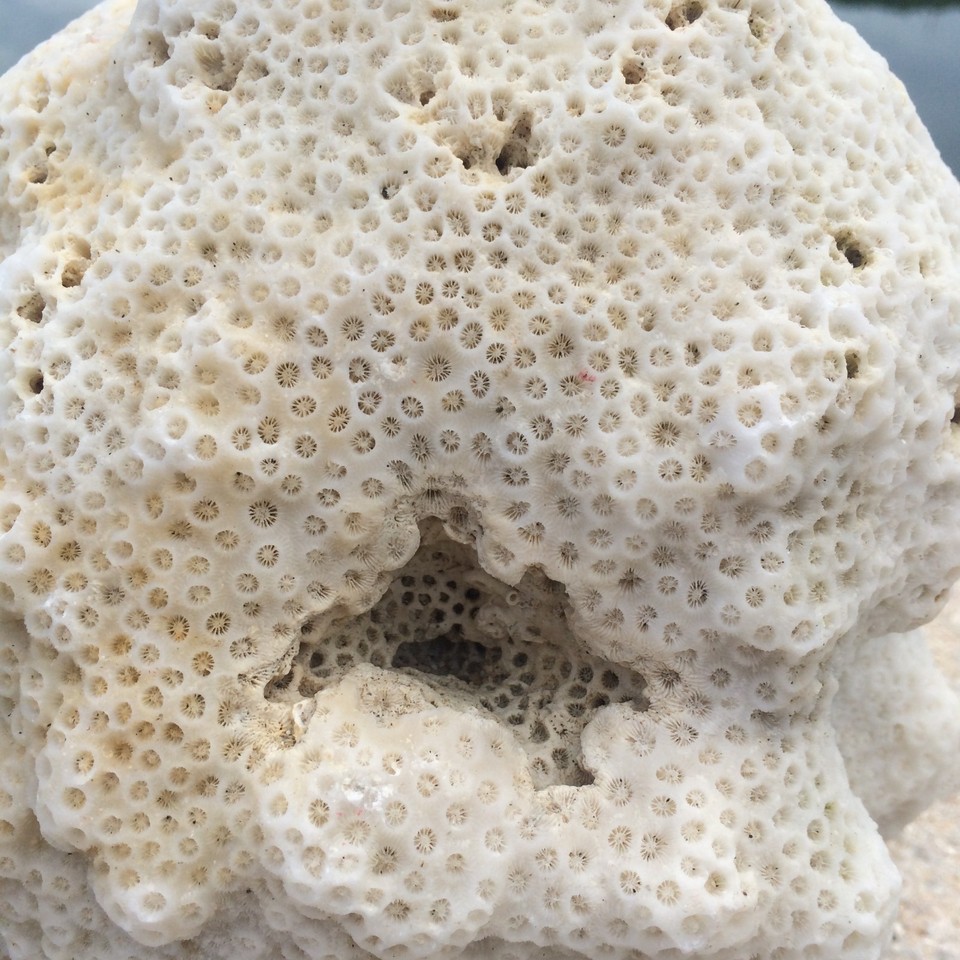 Natural LARGE Caribbean HEAVY Coral Fossil, Ocean Salt Water Heavy ...
