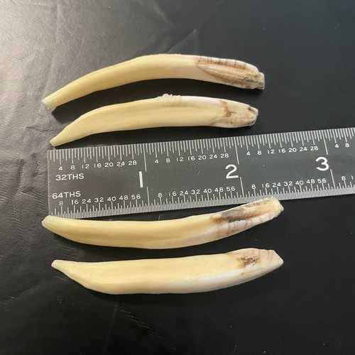 Genuine Wild Boar Tusks Teeth Hog Taxidermy Estate Find | eBay