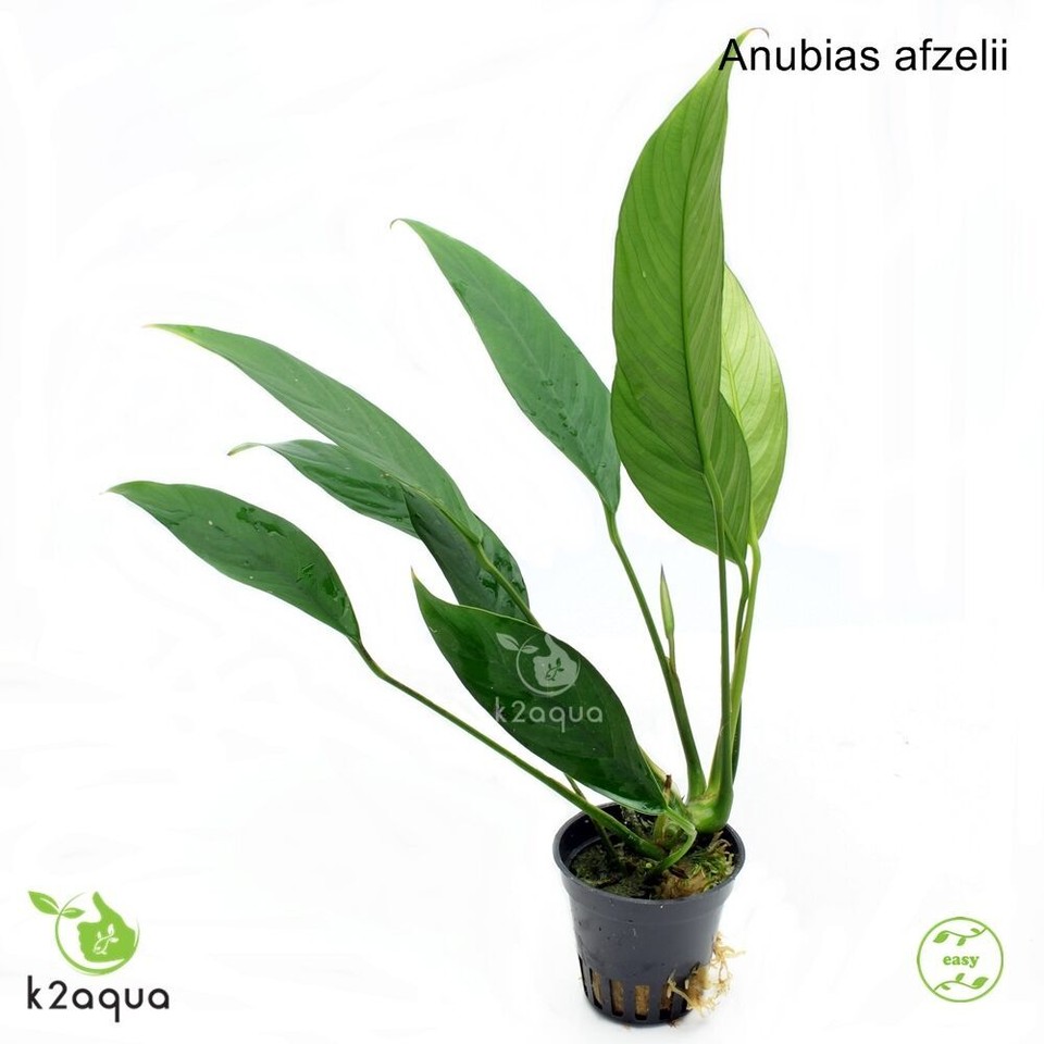 Anubias 50 species Live Aquarium Plants Tropical Fish Aquascape Co2 ...