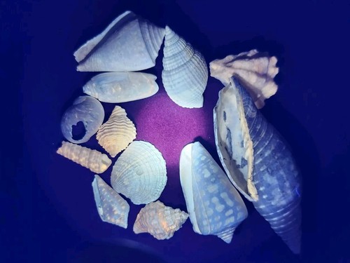 Florida Fossil UV Fluorescent Shells Lot (Several Extinct) FS55 | eBay