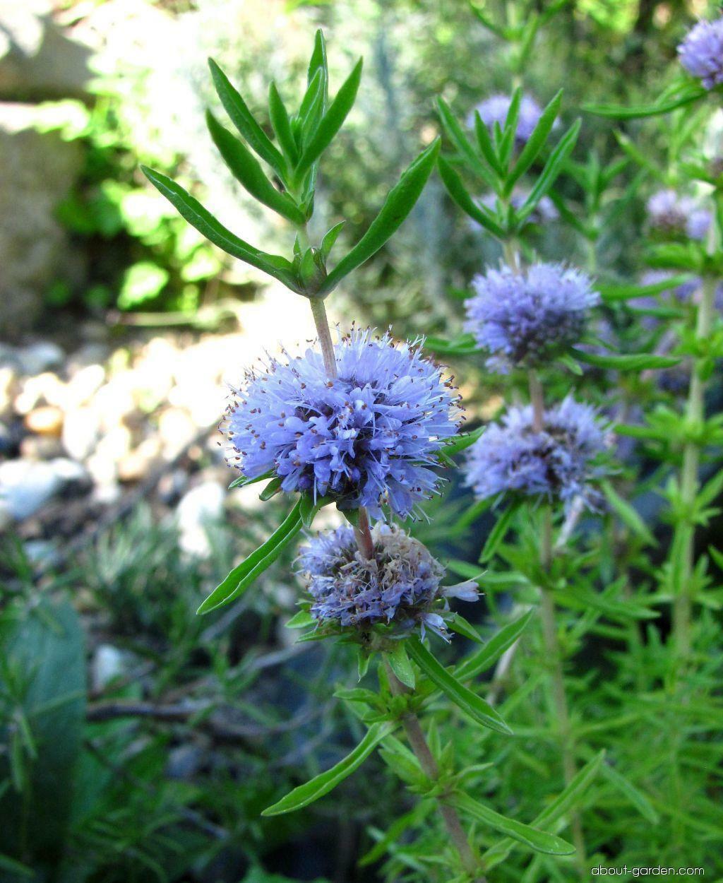 Various pond marginal bog plants oxygenating Iris water mint cress ...
