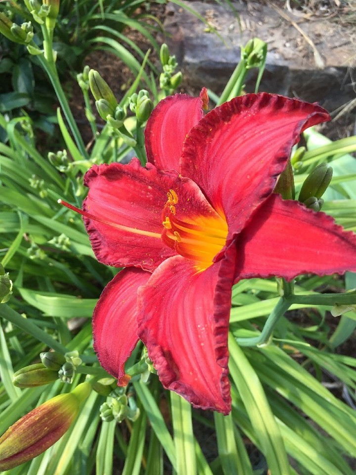 Daylily CHICAGO APACHE bright red hemerocallis Perennial ~ DF or 2 ...