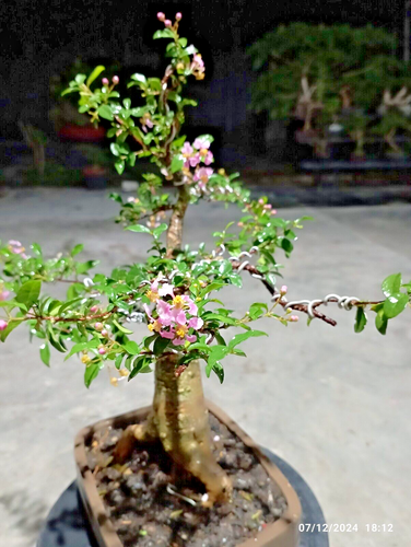 Bonsai Sakura Micro / Langestromia indica. #WHOLESALE Bonsai ASIA | eBay